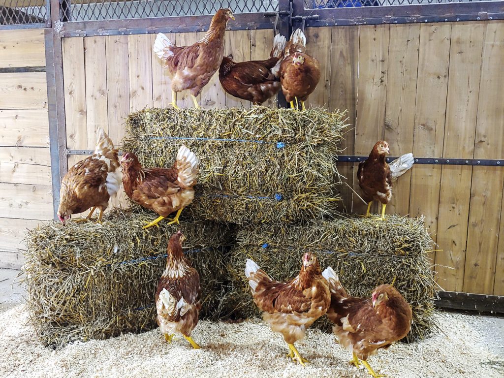 Poules pondeuses Lohmann Brown | Boutique en ligne | Aviplume