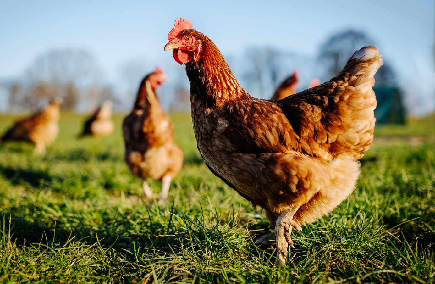 Poules pondeuses Lohmann Brown | Boutique en ligne | Aviplume